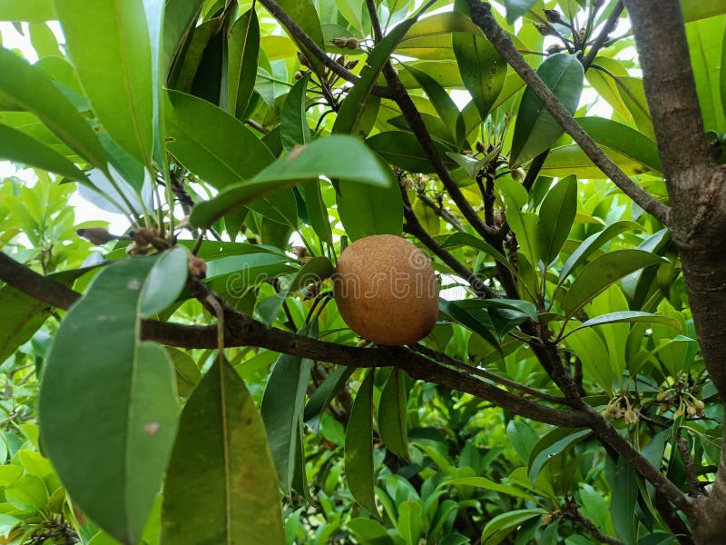 Sapota / Sapodila Fruit on Its Tree Stock Image - Image of fruit, tree ...