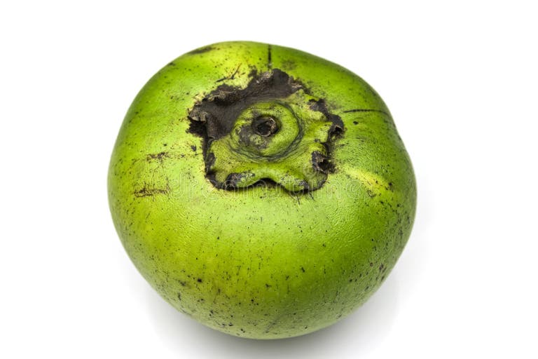Sapote stock image. Image of ripe, chocolate, green, evergreen - 19944233