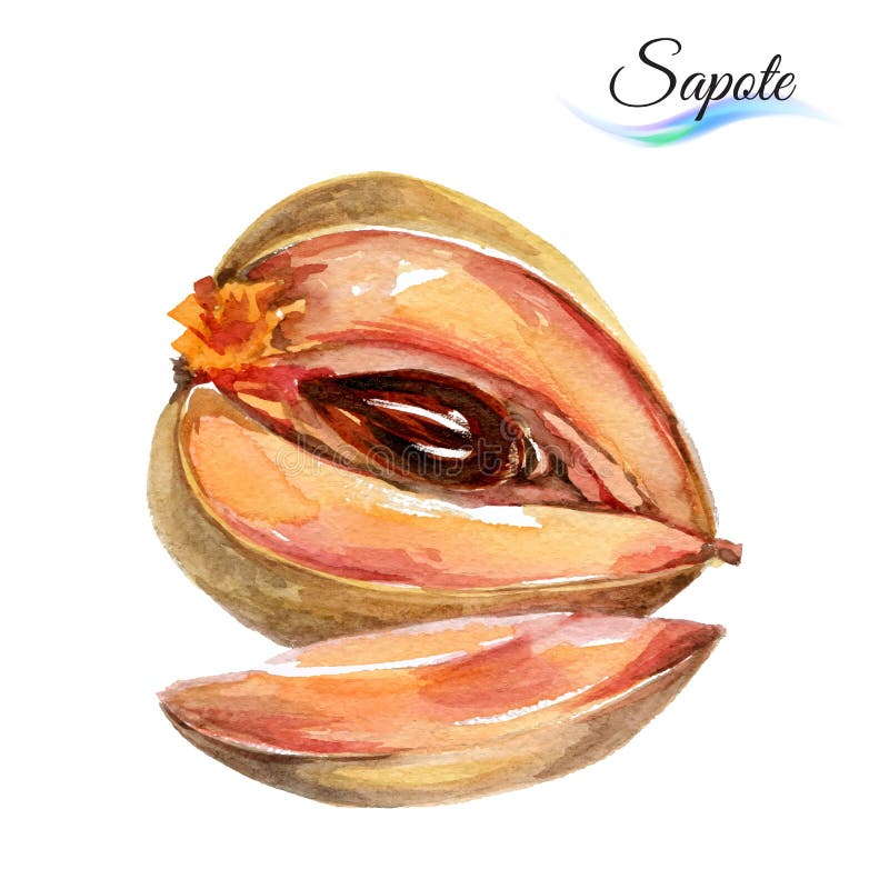 Sapote ilustración del vector. Ilustración de fresco - 55145433