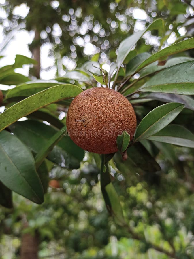 The sapote fruit stock image. Image of leaf, tree, plant - 227628807