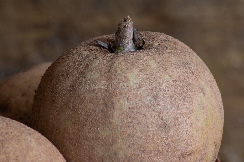 Sapotis Exotic Fruit Close Up View of the Texture Stock Photo - Image ...
