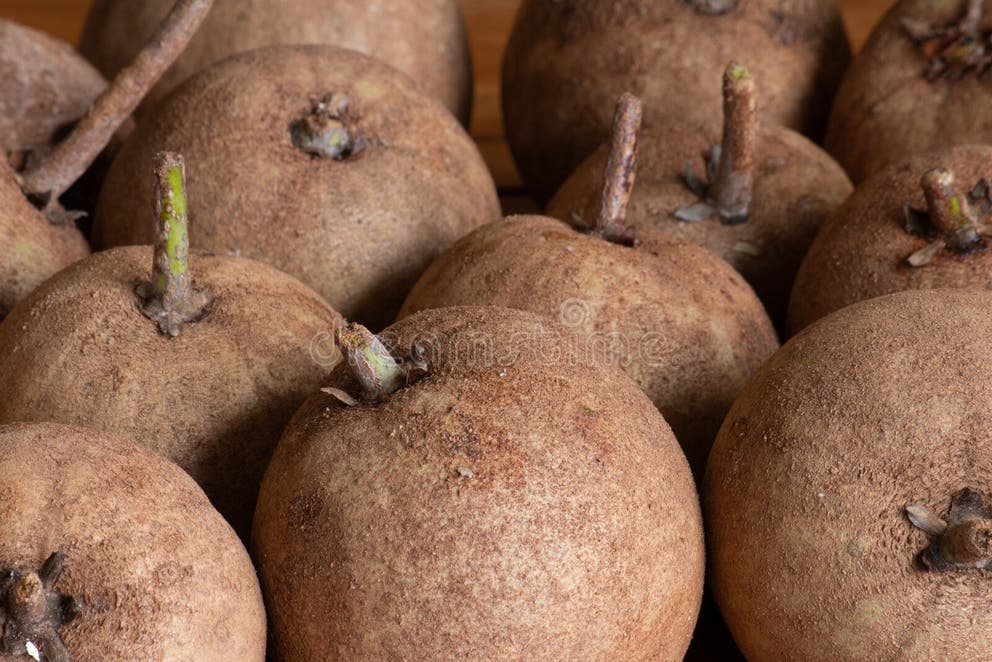 Sapotis Exotic Fruit Close Up View of the Texture Stock Photo - Image ...