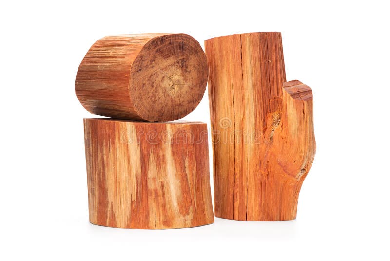 Sappan Tree. (Caesalpinia Sappan Linn.) in Botanic Garden. Stock Image ...