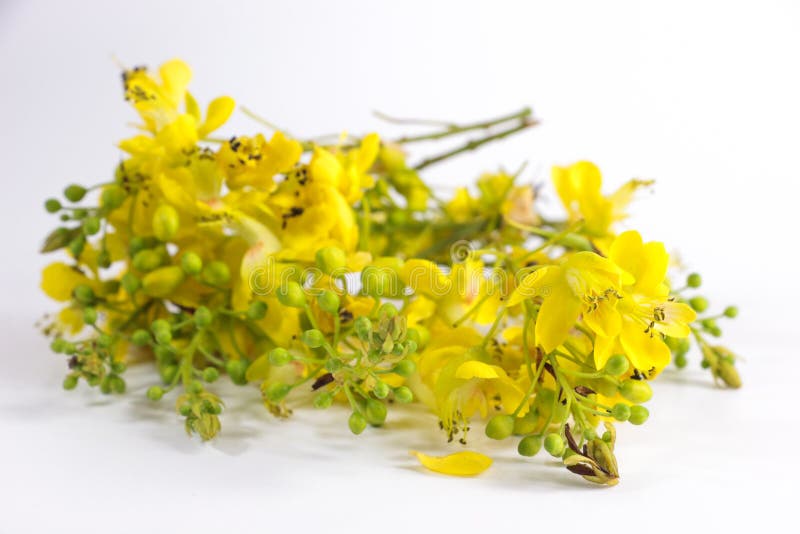 Sappan Tree. (Caesalpinia Sappan Linn.) in Botanic Garden. Stock Image ...