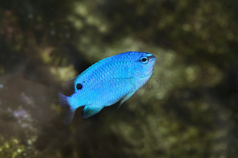 The Sapphire Devil, Blue Devil Damselfish Chrysiptera Cyanea. Stock ...