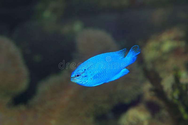 Sapphire devil fish stock image. Image of major, native - 56735653