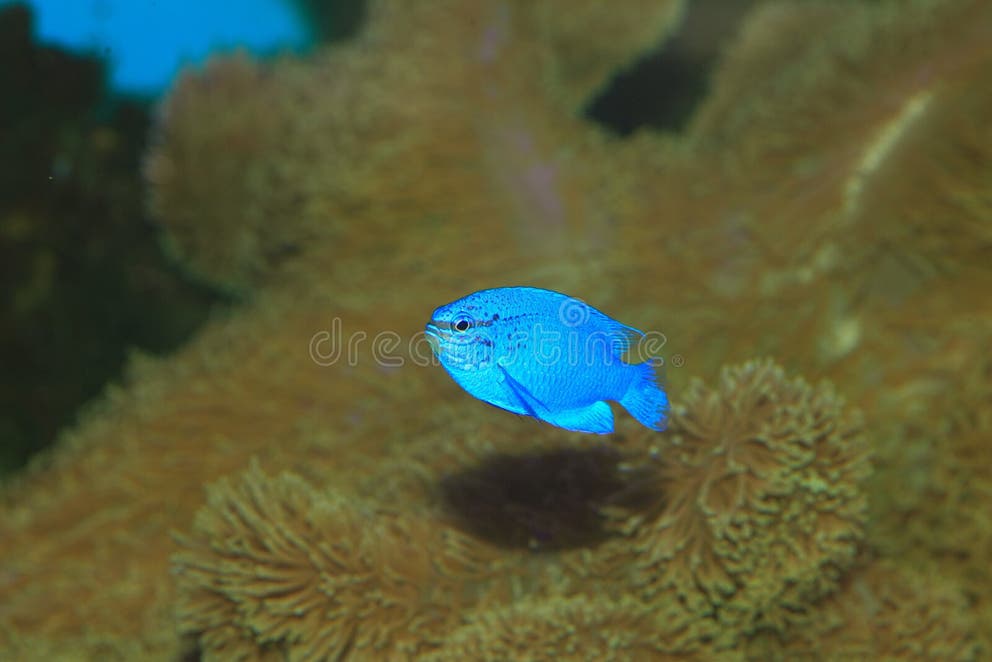 Sapphire devil stock photo. Image of ryukyu, chrysiptera - 43139726