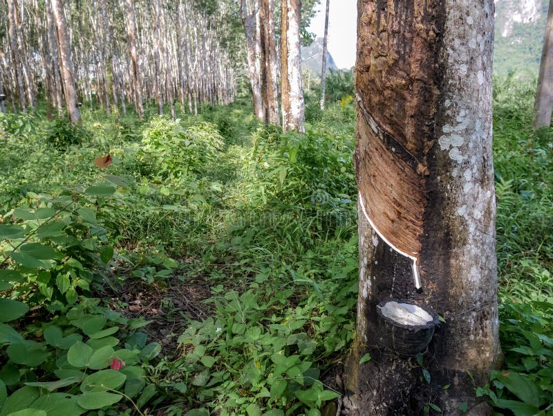 Sapping Tree in a Rubber Plantation Stock Photo - Image of wood ...