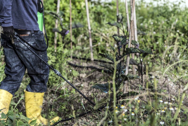 Sapraying Liquid Copper Sulphate Stock Image - Image of colorful ...