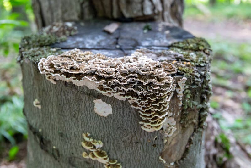 Saprophytic Fungi, Coriolus Versicolor, on Dead Tree Trunk Stock Photo ...