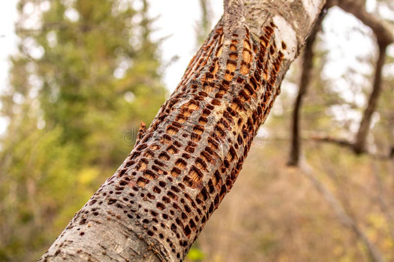 Sapsucker Holes in a Birch Tree Stock Image - Image of birds, damage ...