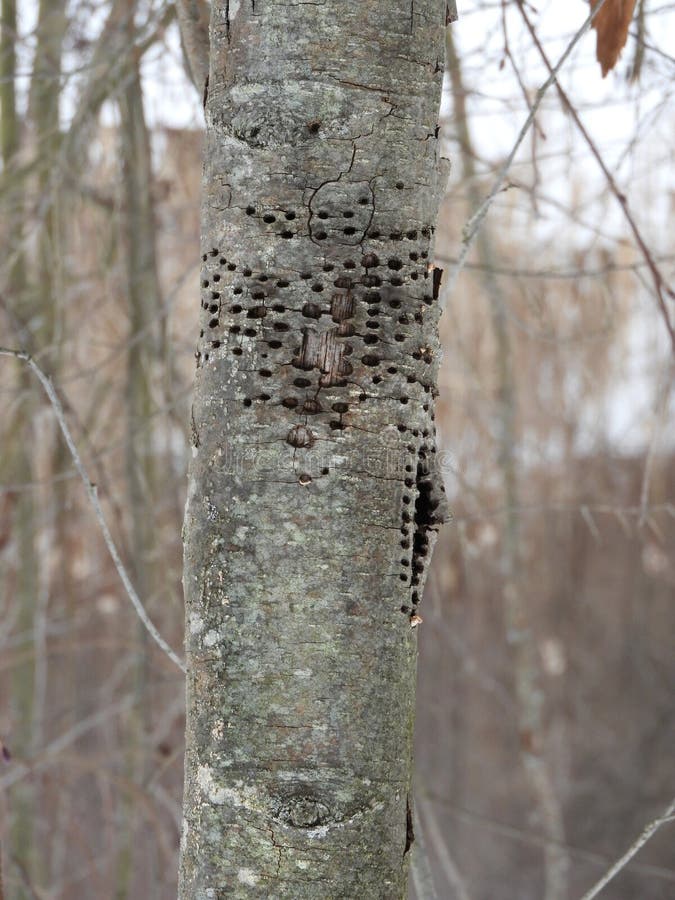 Sapsucker Sapwell Holes in Young Tree Trunk Stock Photo - Image of ...