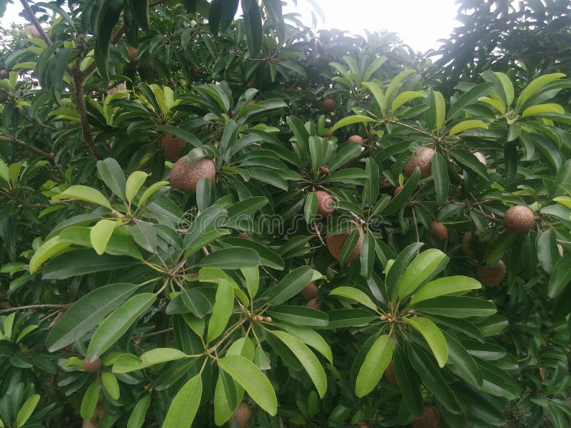 Sapuche Fruit Stock Photos - Free & Royalty-Free Stock Photos from ...