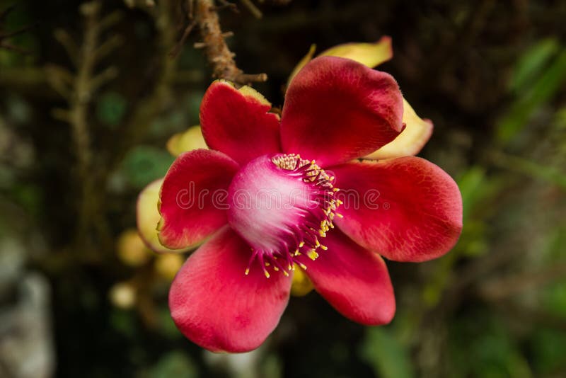 Sara is Flower in the Garden at a Temple in Thailand. Stock Photo ...