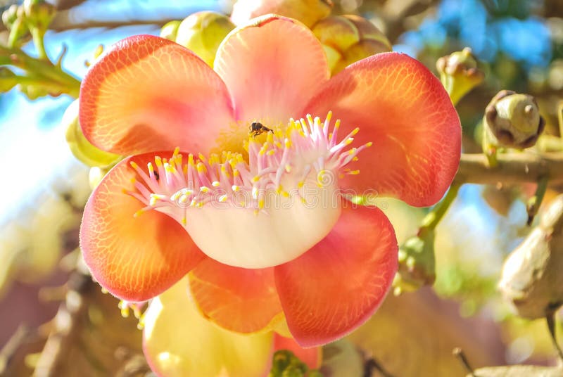 Sara is Flower at the Temple Stock Photo - Image of nature, petal: 41864718