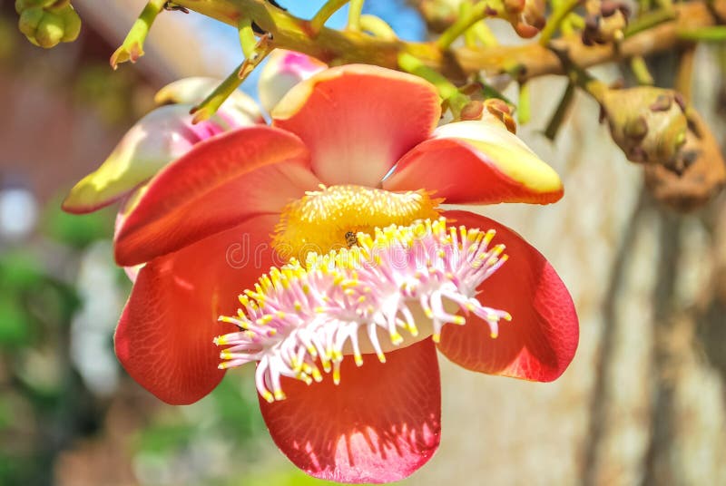 Sara is Flower at the Temple in Thailand. Stock Photo - Image of green ...