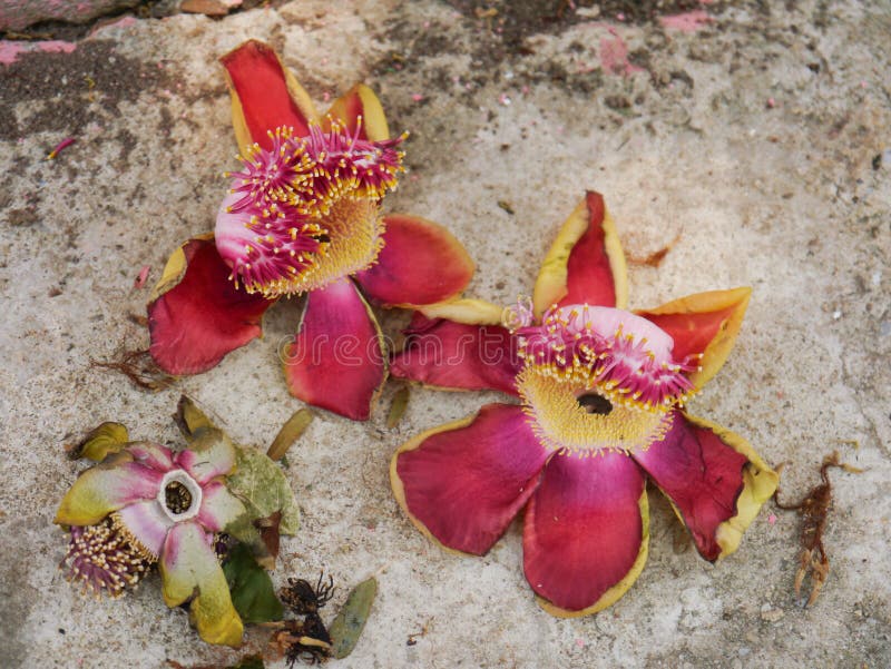 Sara Flower stock image. Image of plant, blossom, freshness - 57155563