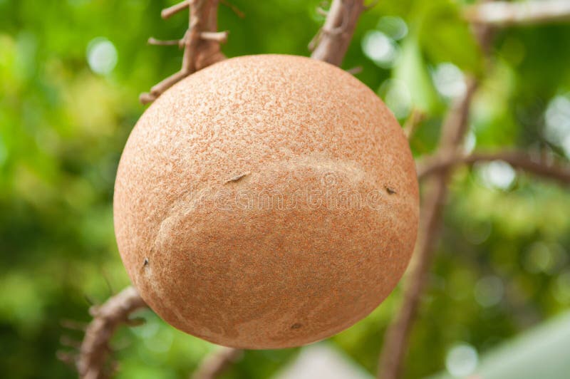 Sara Fruit in Temple of Thailand Stock Photo - Image of fruit ...