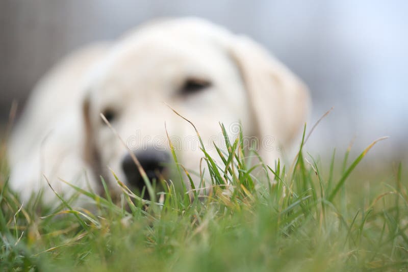 Sara Labrador Retriever Puppy in Bokeh on Grass Stock Image - Image of ...