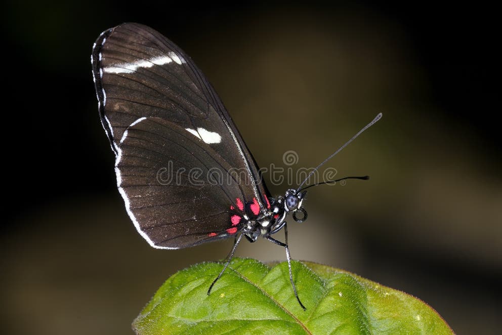 Sara-longwing, *Heliconius Sara* Foto de archivo - Imagen de pista, antenas: 12050788
