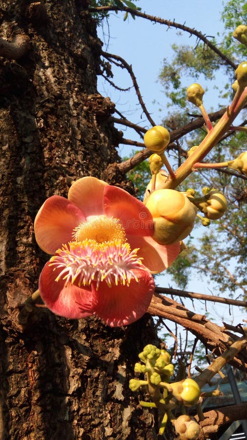 Sara Tree Buddhis Stock Photos - Free & Royalty-Free Stock Photos from ...