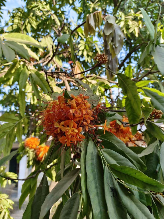 The Saraca Asoca or Known As Ashoka Tree Stock Photo - Image of tree ...