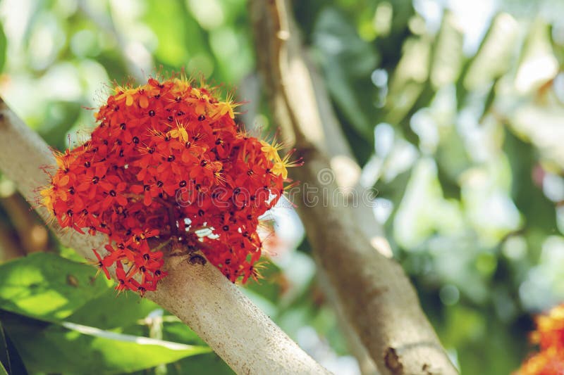 Saraca Indica Flower or Ashoka Flower Stock Photo - Image of ashoka ...