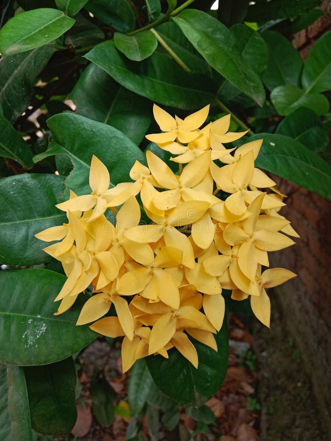Saraca Indica with Its Green Leaves Stock Image - Image of leaves ...