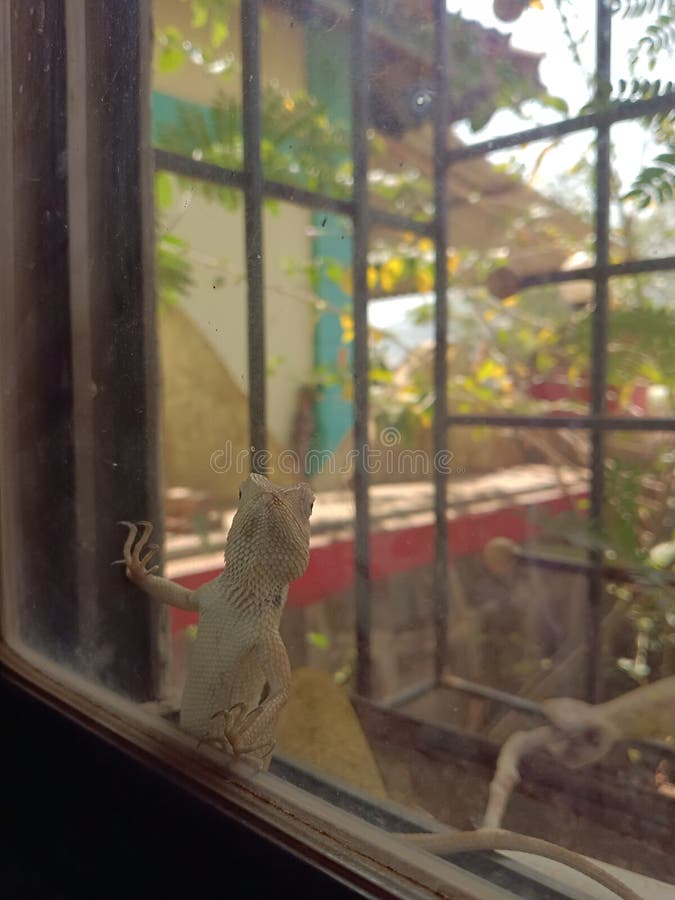 Sarada reptiles lizard stock photo. Image of girgit - 255587542