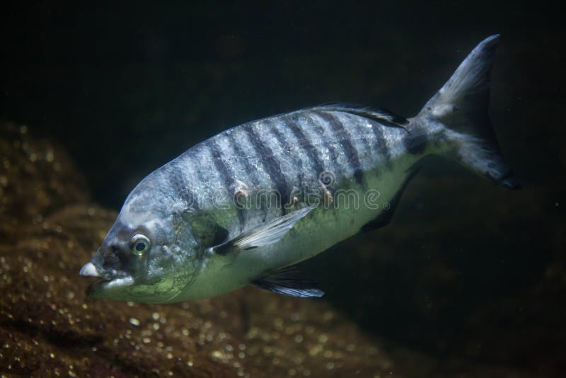 Orata Bianca Di Sarago In Primo Piano, Effetto Porpora Vivo Di Colore ...