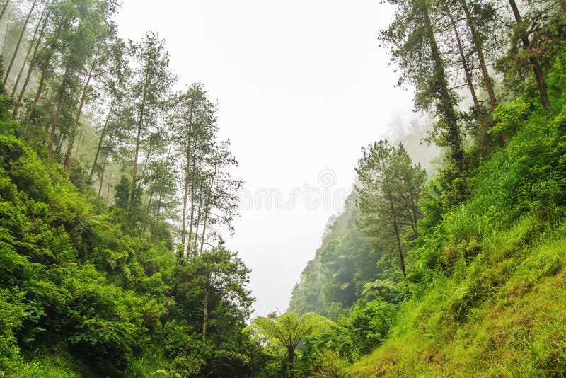 Green forest east java stock photo. Image of east, forest - 129087080