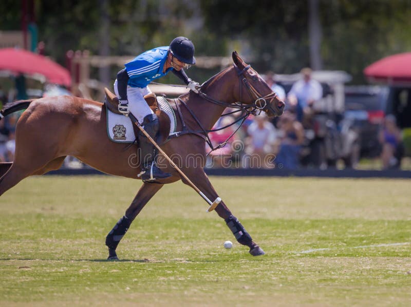 Polo Game Rider Horse editorial image. Image of durban - 56169210