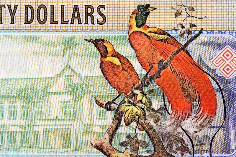 Sarawak birds from money stock image. Image of financial - 282674909
