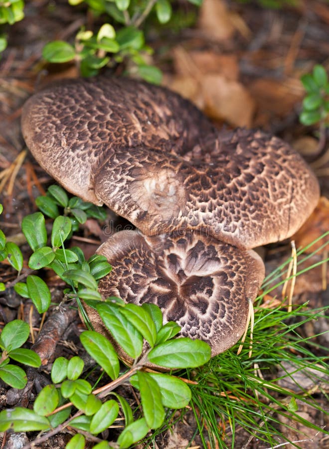 Sarcodon imbricatus stock image. Image of needle, edible - 21428363