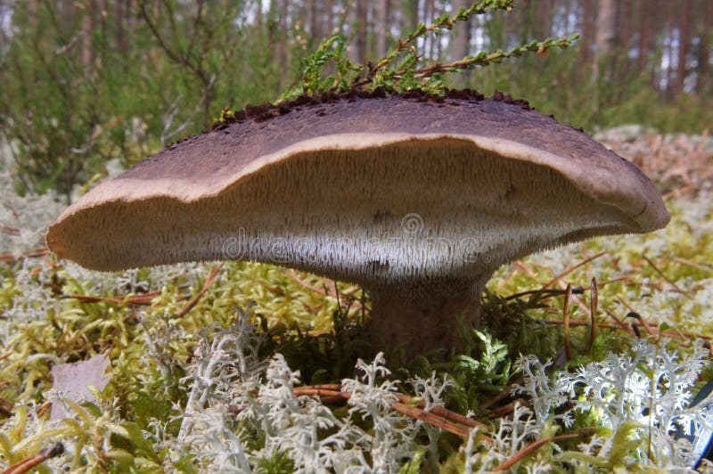 Essbarer Roter Hut Des Pilzes Stockfoto - Bild von gesund, nave: 82016032