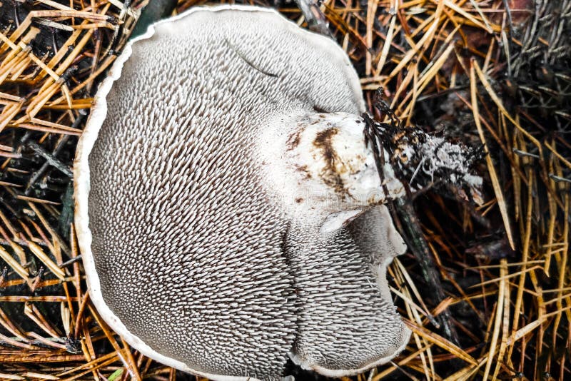 Sarcodon Imbricatus Mushroom Close-up. Stock Photo - Image of teeth ...