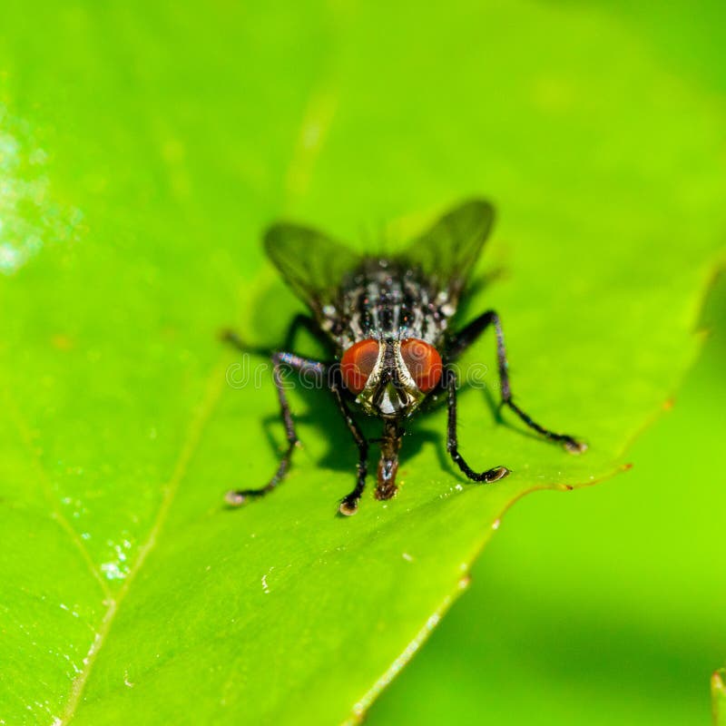 (Sarcophaga Carnaria), Large Gray Meat Fly on a Green Leaf Stock Photo ...