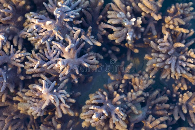 Sarcophyton corals stock image. Image of shapes, corals - 22871461