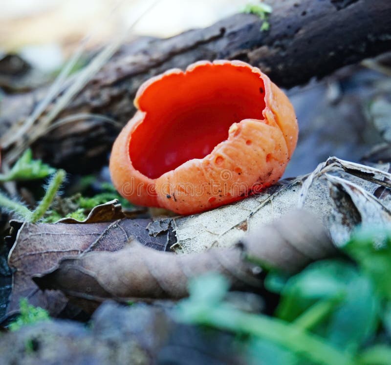 Sarcoscypha coccinea 库存照片. 图片 包括有 白兰地酒, 真菌, 伞菌, 枝杈, 猩红色 - 86548842