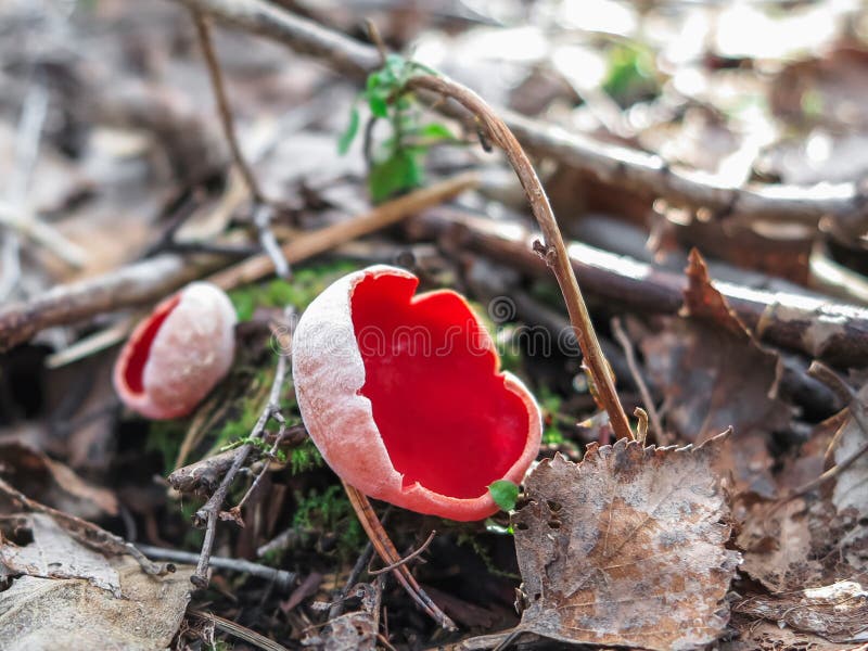 Sarcoscypha Coccinea, Commonly Known As the Scarlet Elf Cup, Scarlet ...