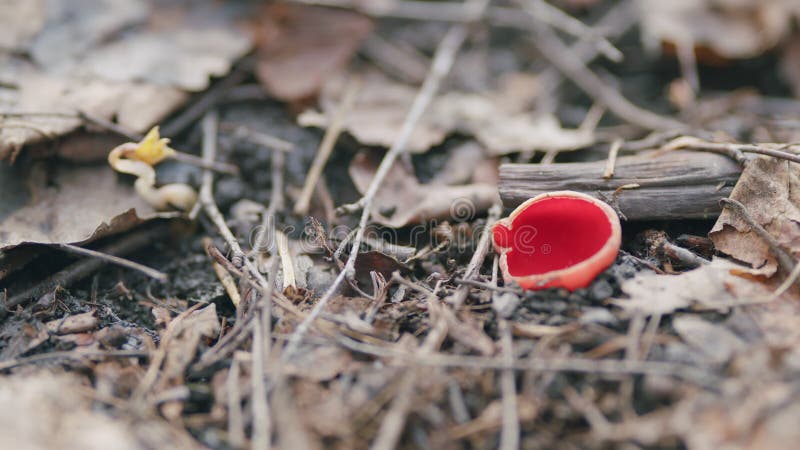 Sarcoscypha Coccinea, on Decaying Sticks in the Early Spring Forest ...