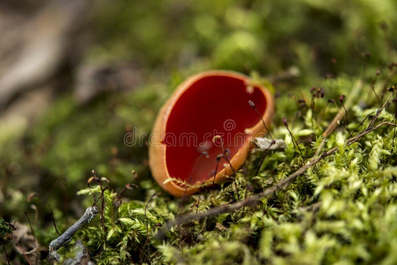 Sarcoscypha Coccinea Scarlet Elf Cup, Scarlet Elf Cap, or the Scarlet ...
