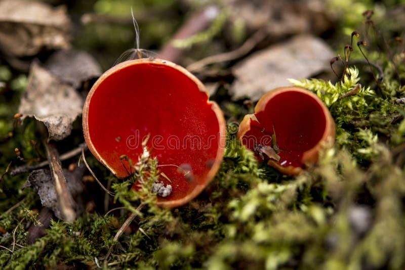 Sarcoscypha Coccinea Scarlet Elf Cup, Scarlet Elf Cap, or the Scarlet ...