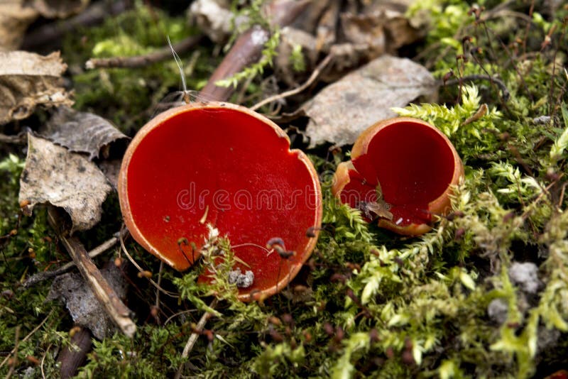 Sarcoscypha Coccinea Scarlet Elf Cup, Scarlet Elf Cap, or the Scarlet ...