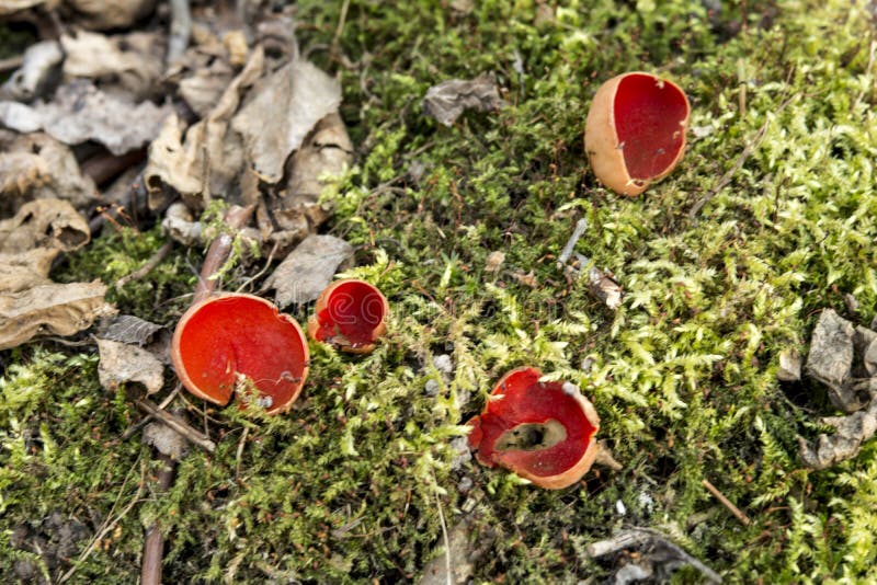 Sarcoscypha Coccinea Scarlet Elf Cup, Scarlet Elf Cap, or the Scarlet ...