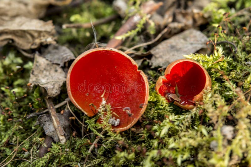 Sarcoscypha Coccinea Scarlet Elf Cup, Scarlet Elf Cap, or the Scarlet ...