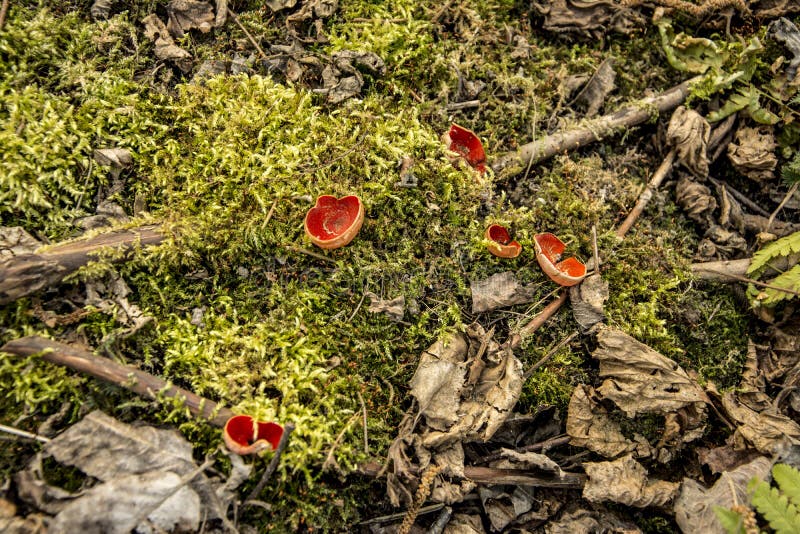 Sarcoscypha Coccinea Scarlet Elf Cup, Scarlet Elf Cap, or the Scarlet ...