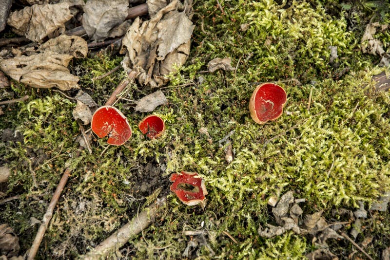 Sarcoscypha Coccinea Scarlet Elf Cup, Scarlet Elf Cap, or the Scarlet ...