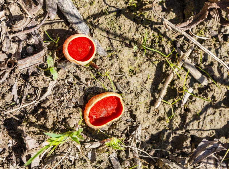 Sarcoscypha Sp. - Characterised by a Cup-shaped Apothecium Which is ...