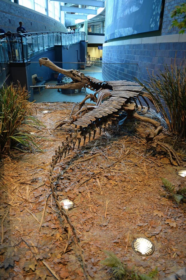Das Fossil Von Sarcosuchus Im National Museum of Natural History ...